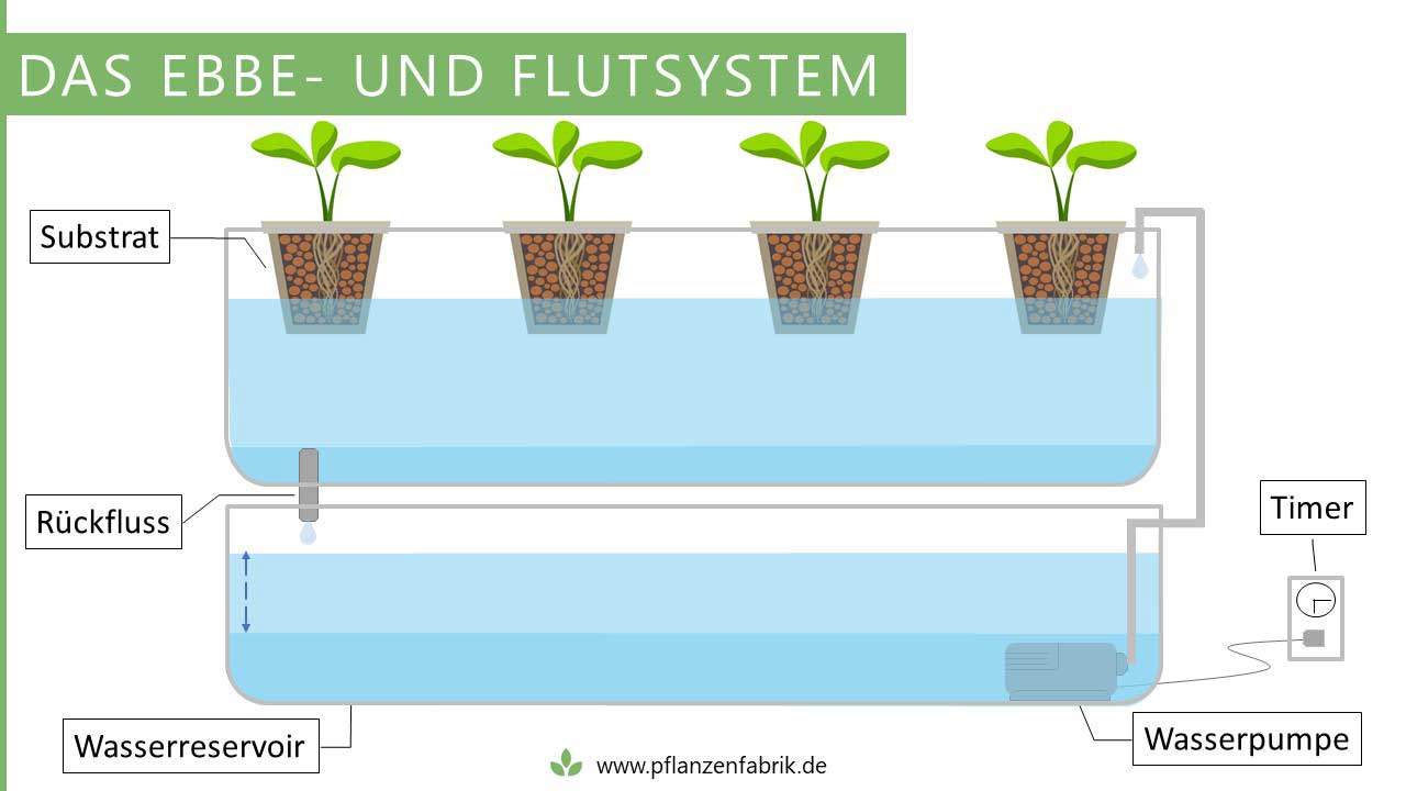 Das Ebbe- und Flutsystem der Hydroponik | Auf einen Blick!